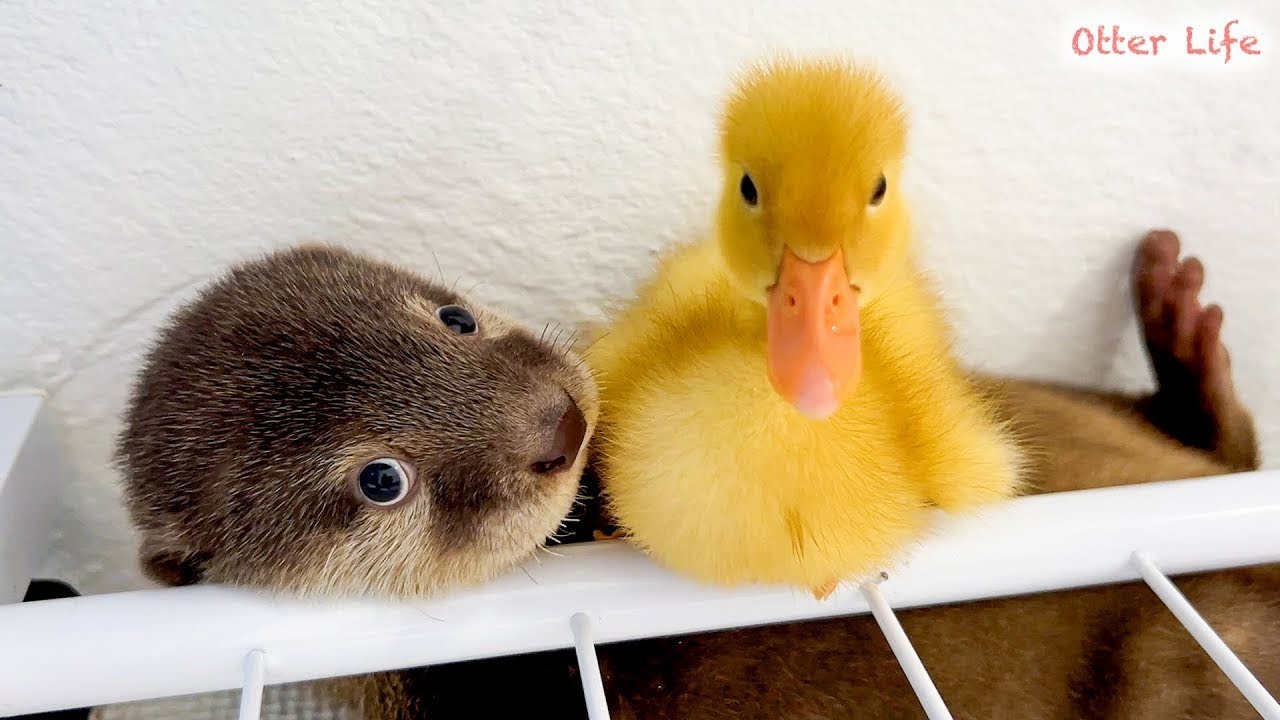Adorable baby otter Mio takes care of baby duck | 愛らしいカワウソの赤ちゃんMIOがアヒルの ...