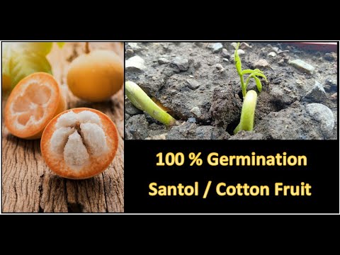 How to Grow Santol or Cotton fruit from Seeds - YouTube