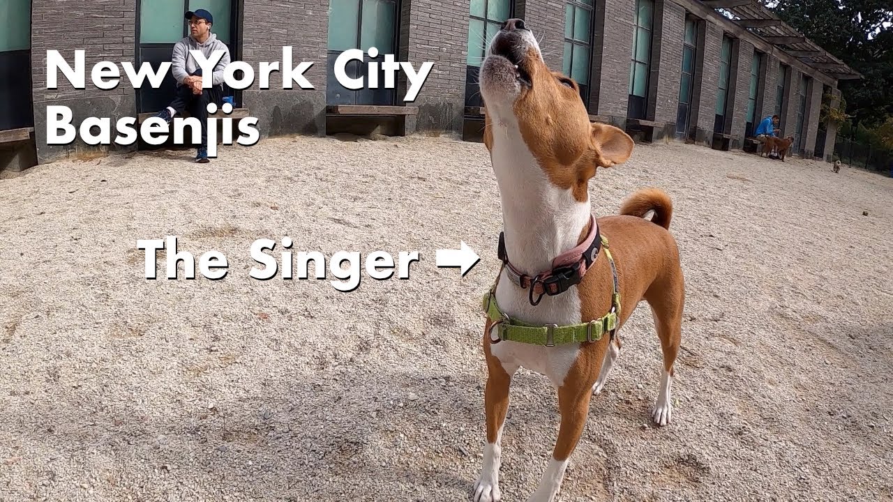 Five Basenjis Run and Sing - New York City Basenji Meetup - 5 November ...