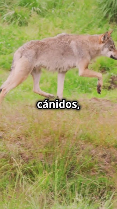 5 Datos Curiosos sobre el Lobo de Crin #curiosidades #curiosidadesanimales - YouTube