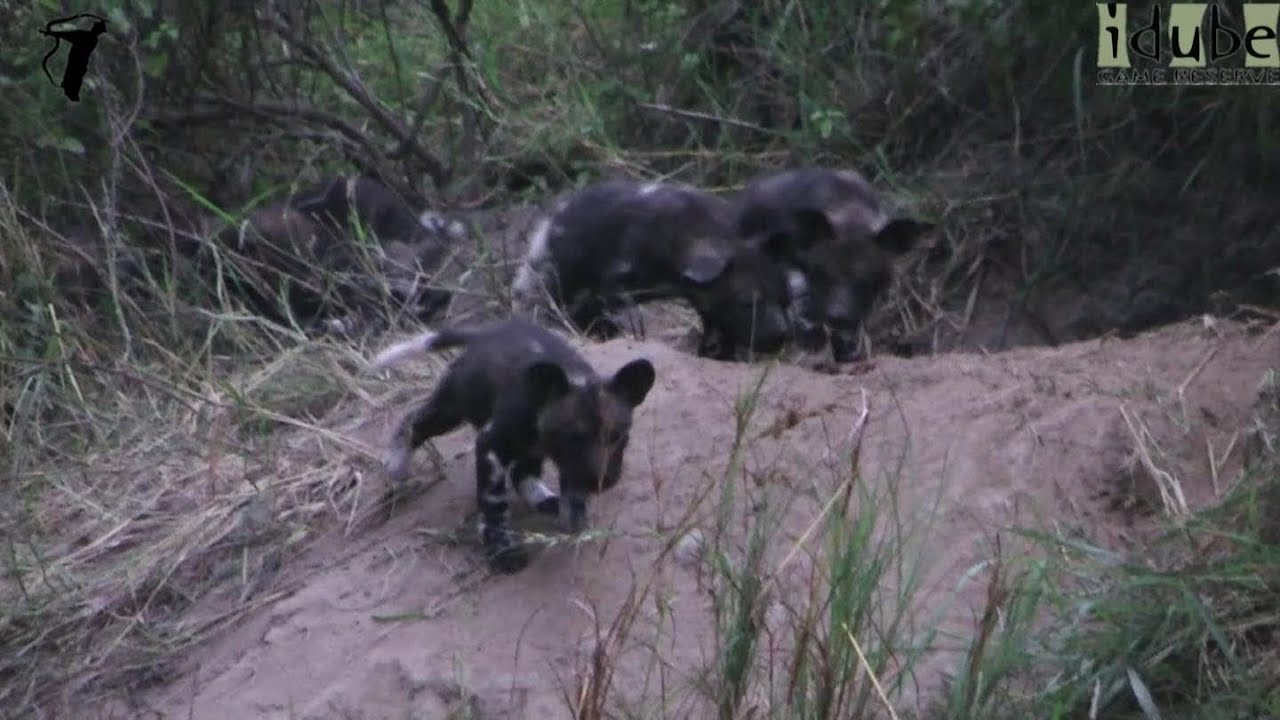 Cute African Wild Dog Puppies At Their Den! - YouTube