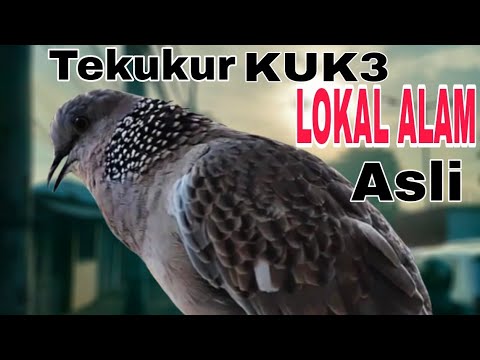Burung tekukur kuk 3 gacor suara lokal alam asli
