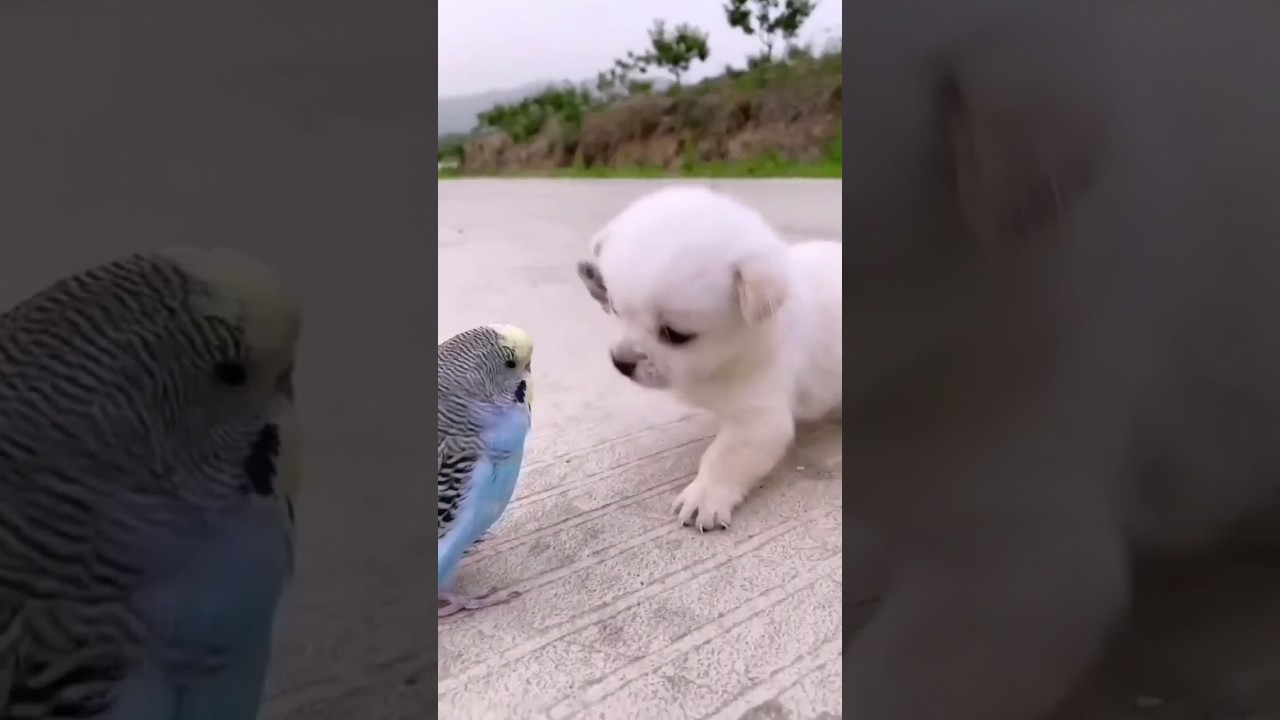Dog vs parrot fight and love #viral #dubai #trending #shorts - YouTube