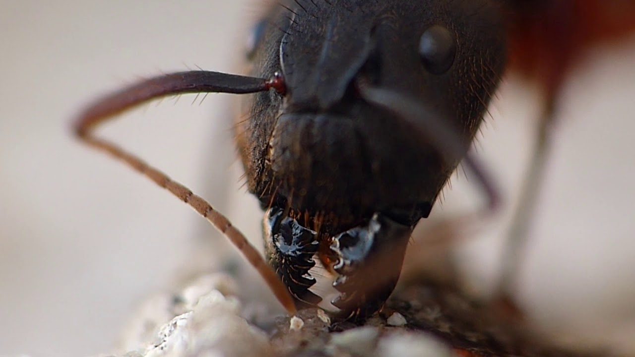 fauna brasileira FORMIGAS SILVESTRES OLHAR insetos caatinga cerrado ...