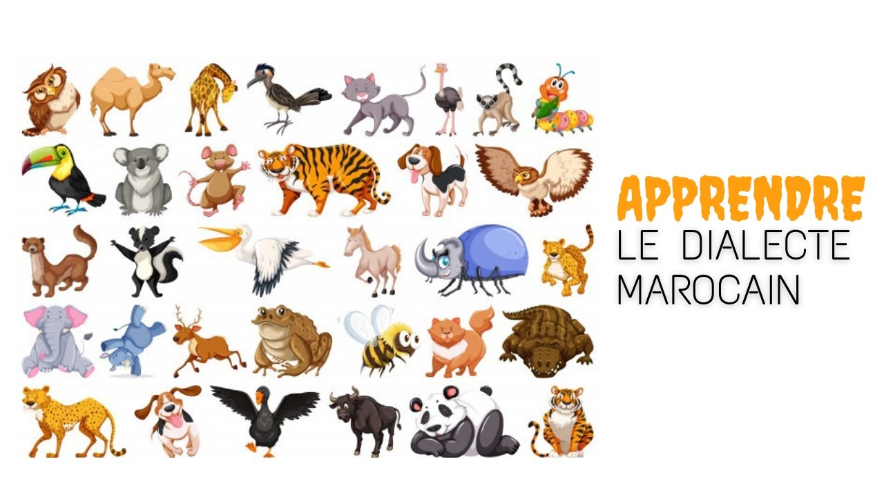 Leçon #37 Les animaux et insectes en marocain - YouTube