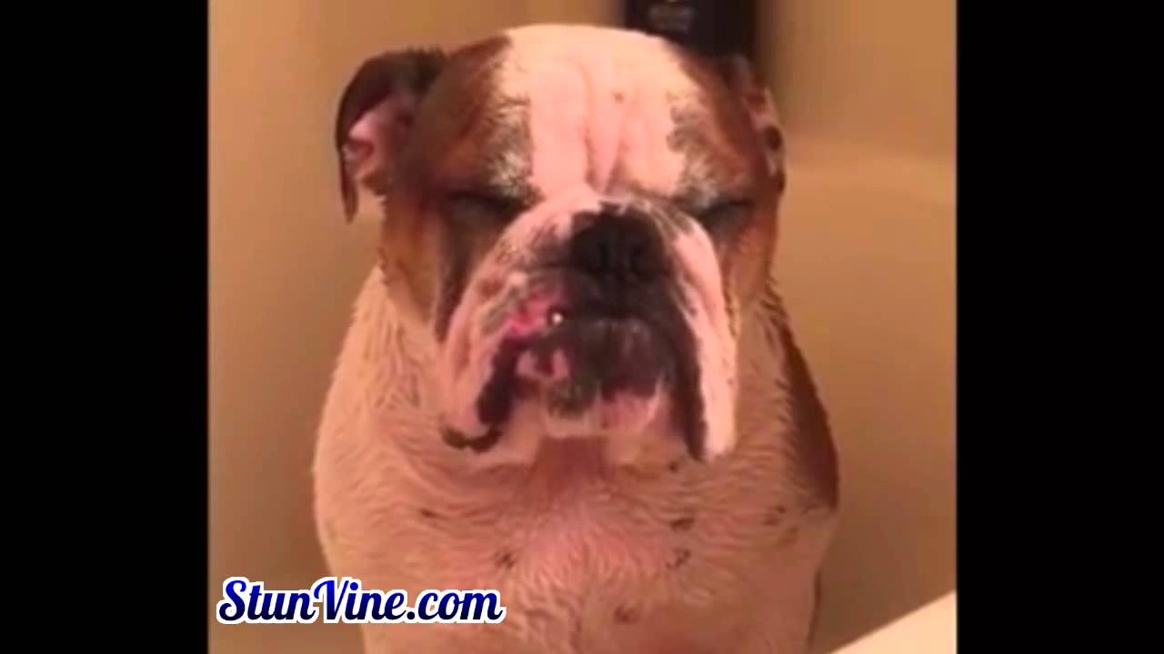 English Bulldog Is Crying Because She Doesn`t Want To Take Bath - YouTube