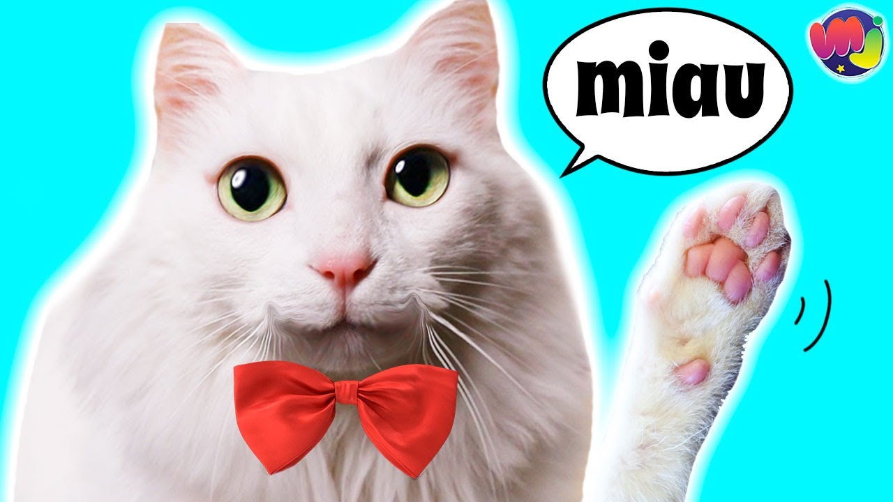GATO saltando OBSTÁCULOS 💥 Nueva MASCOTA gatito adorable 🐱 - YouTube