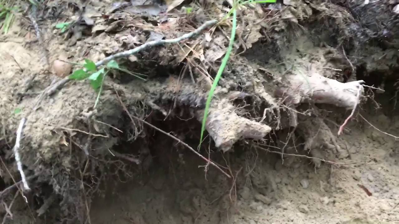 Arrowhead digging. - YouTube