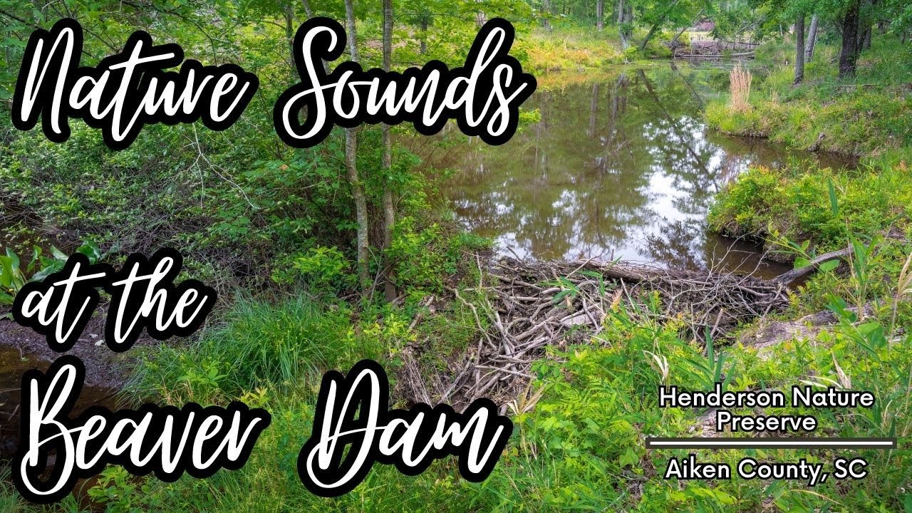 Local Beavers Swimming at Dawn - Nature Sounds for Relaxing and ...