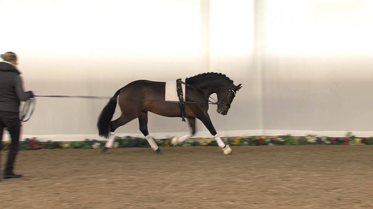 First Class - Dressage horse for Sale at Brightwells Elite December ...