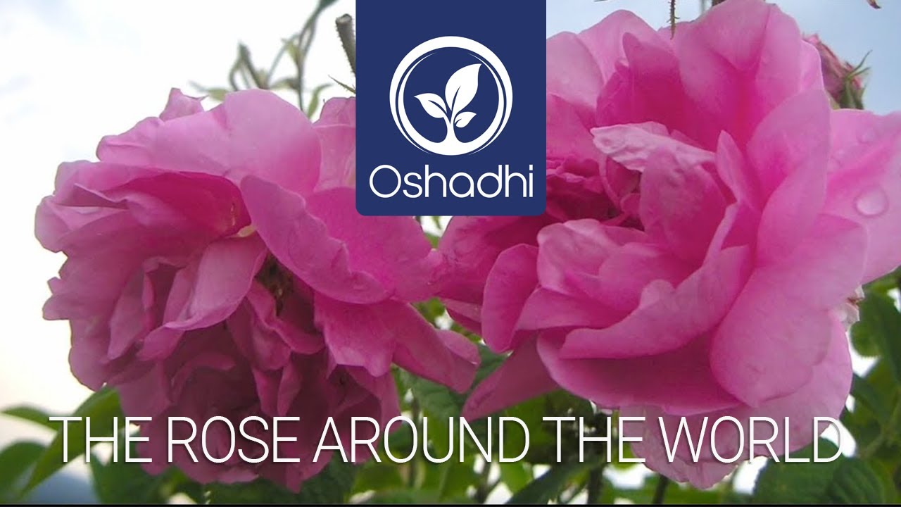 The Rose Around the World | Essential-Oil-Plant Portrait by Dr. Malte ...