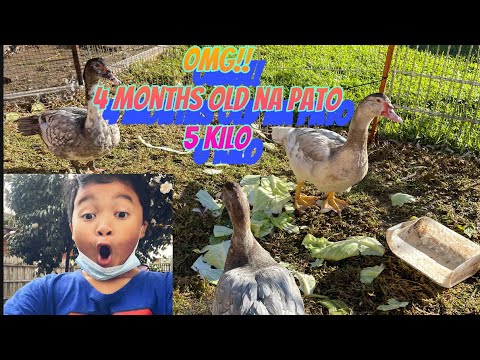 Heavy weight muscovy ducks/ malaking lahi ng pato.. PatoTV01 - YouTube