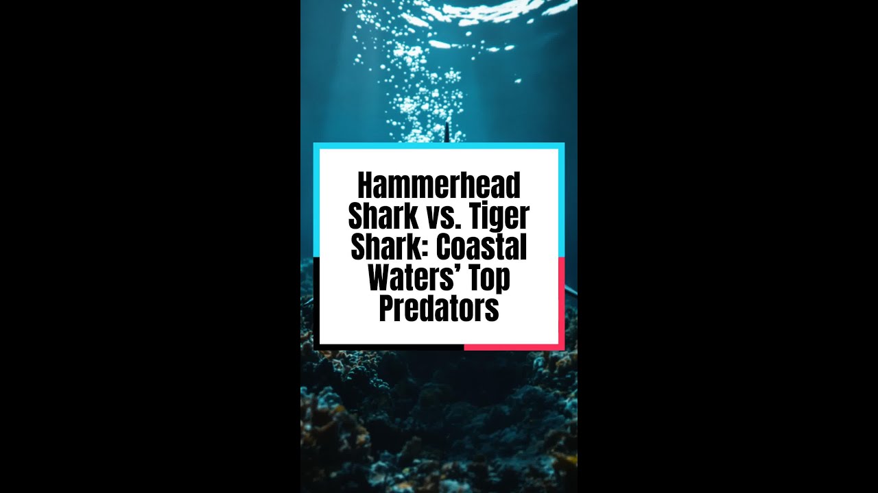 Hammerhead Shark vs. Tiger Shark: Coastal Waters’ Top Predators - YouTube