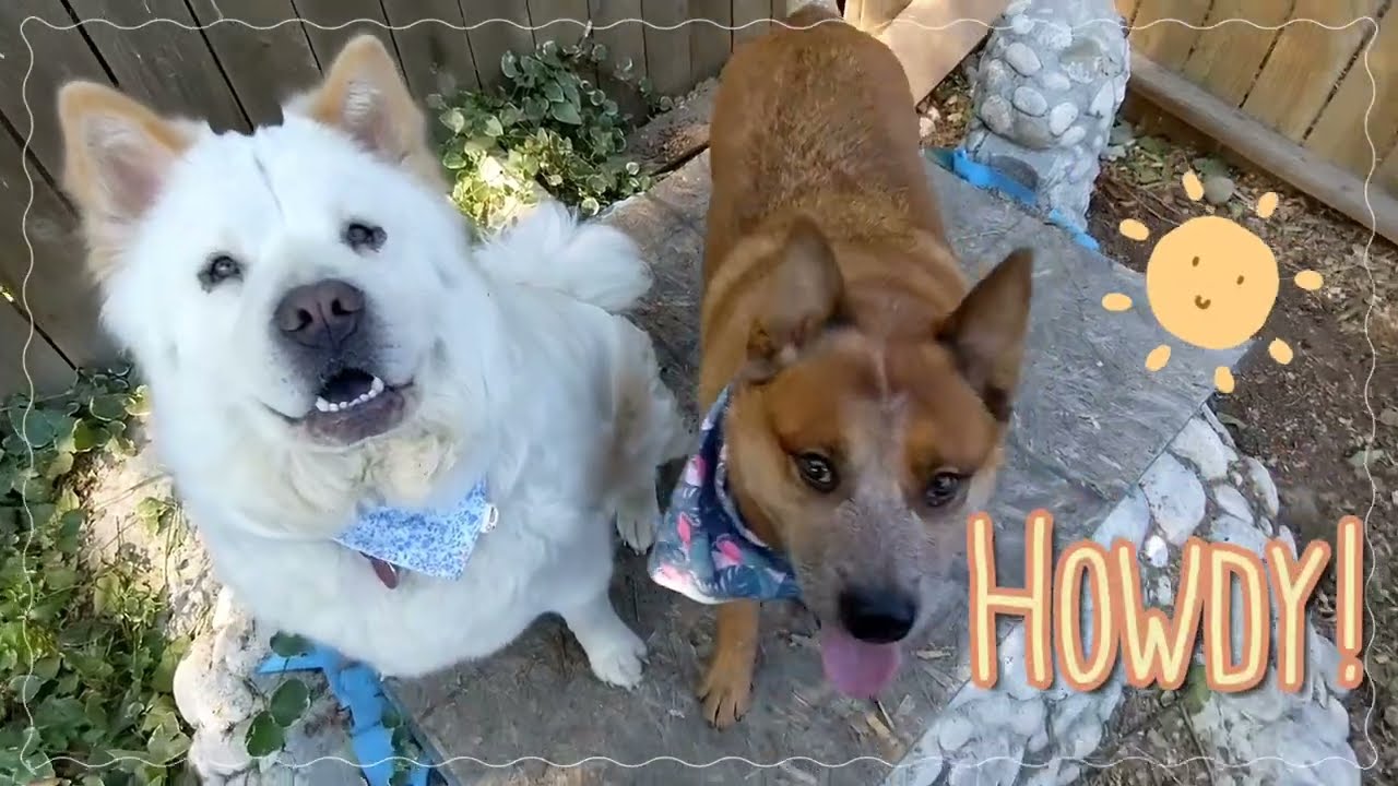 Howdy!😊Cream Chow chow girl & Australian cattle dog/Red heeler boy ...