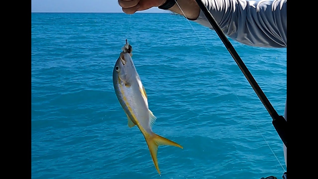 How to Yellowtail Snapper Fish in Mid Feb, Key Largo Florida Patch ...
