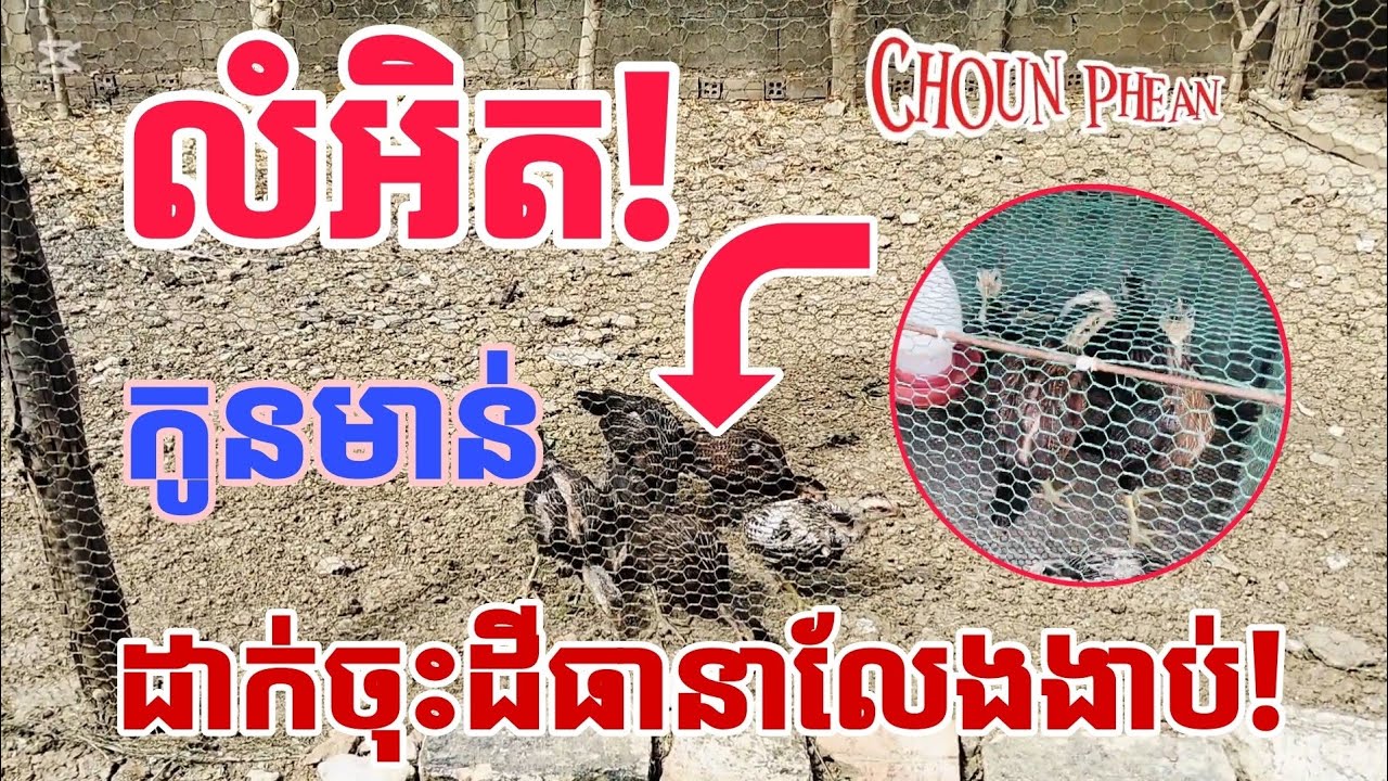 របៀបដាក់កូនមាន់ចុះដី មិនអោយអន់ និងងាប់100% | លំអិតពីរបៀបដាក់កូនមាន់ចុះដីមិនអោយងាប់| Choun Phean ...