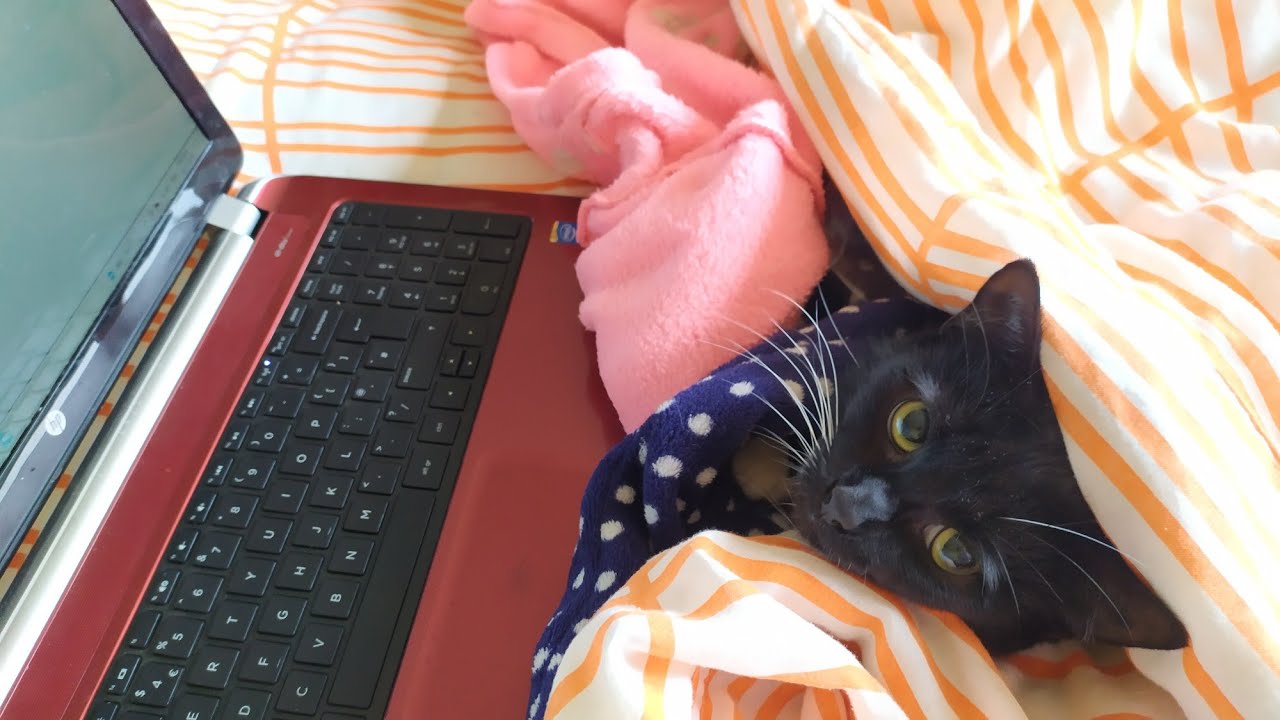 Cat reacting to cat tv - YouTube