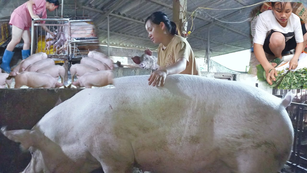 Full video of 180 days of caring for pigs until selling to traders ...