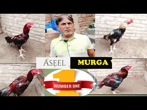 aseel murga breed no 1 information #aseel #aseelmurgalover #aseelmurga ...