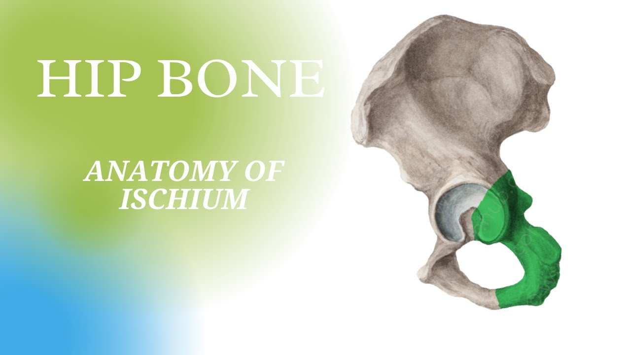 Anatomy Of Ischium | Cross Professional - YouTube