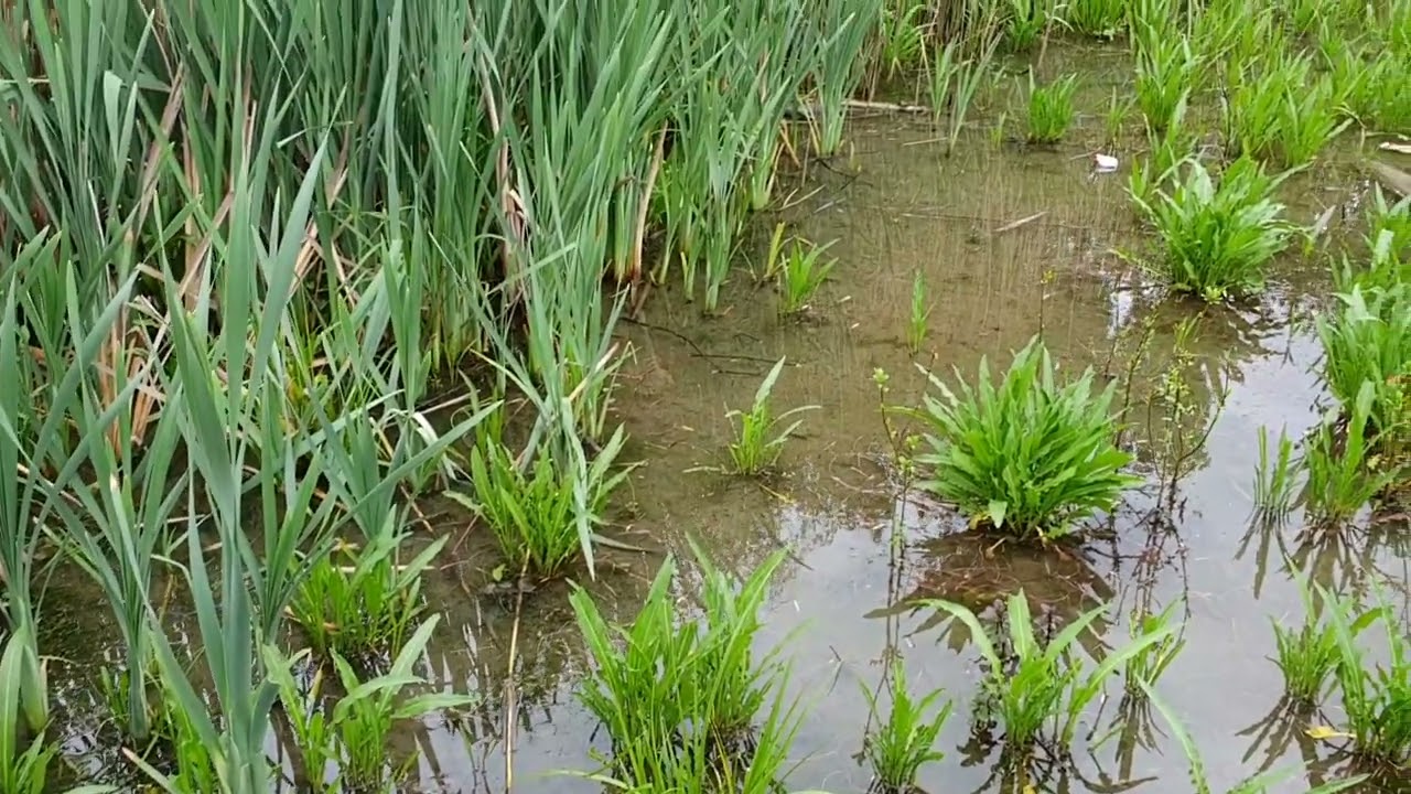 Samsung Galaxy A34 Video Test, Video Sample.  🐸🐸🐸