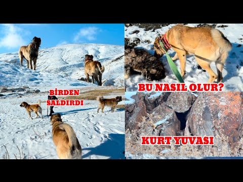 DUMAN VE KARABAŞ DAĞLARDA KURT PEŞİNDE..!  DÖNÜŞTE KÖPEKLER BİZE GELİNCE KARABAŞ DURMADI..! #wolf