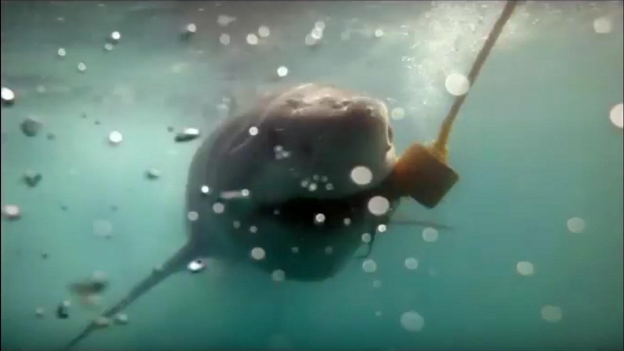 The Establishing Shot: GREAT WHITE SHARK DIVE WITH MIKE RUTZEN'S SHARK ...