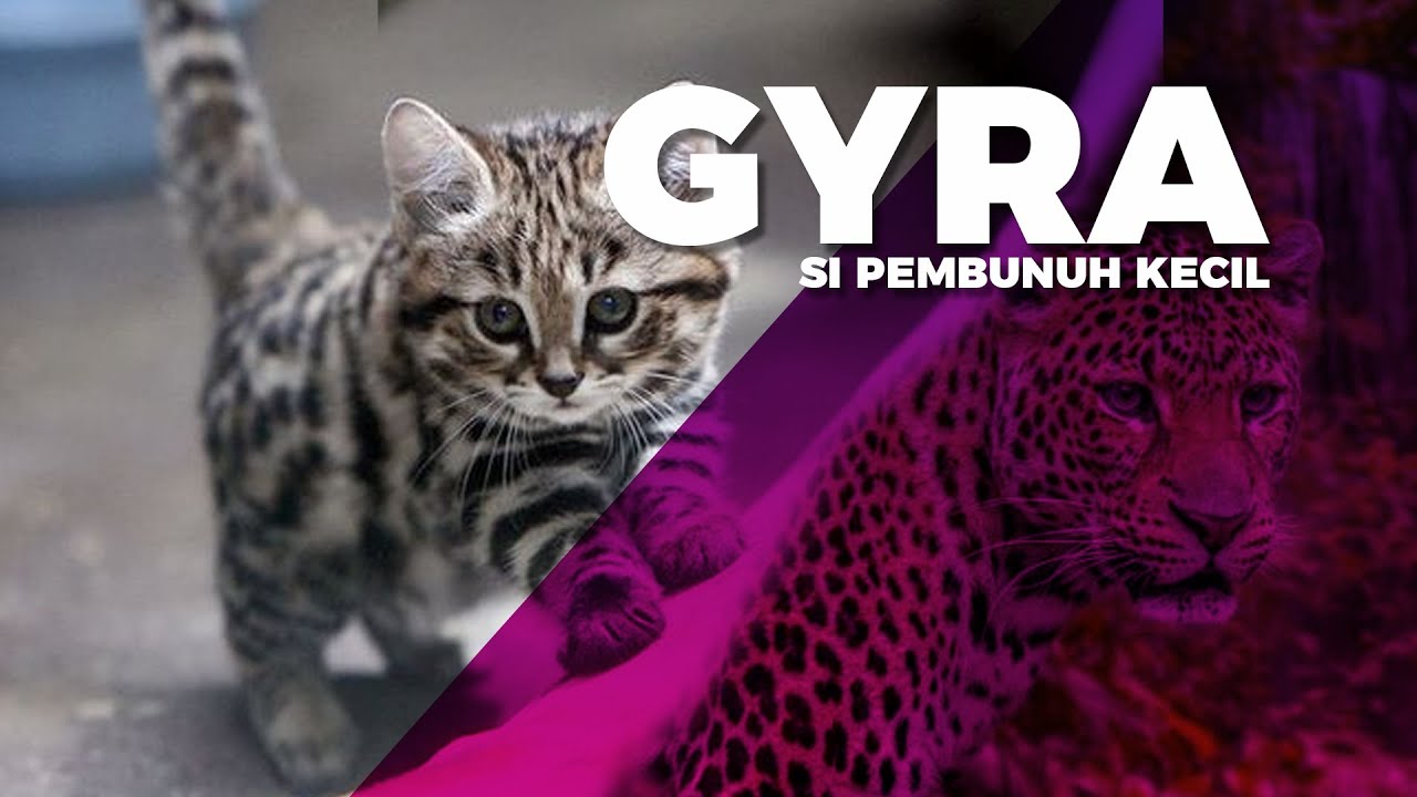 GYRA : Kucing terkecil dan terkejam #gyra #kucingviral #fypシ - YouTube
