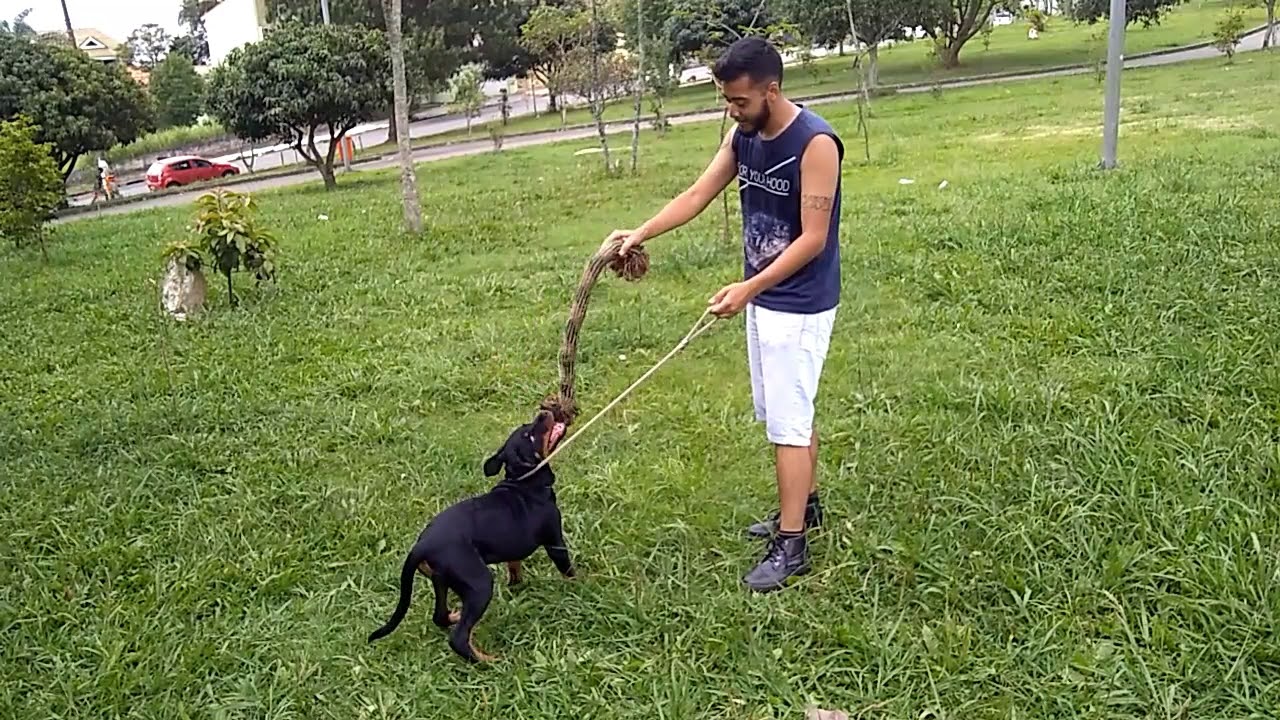 Treinamento inicial de mordida para guarda com rottweiler Pandora e ...