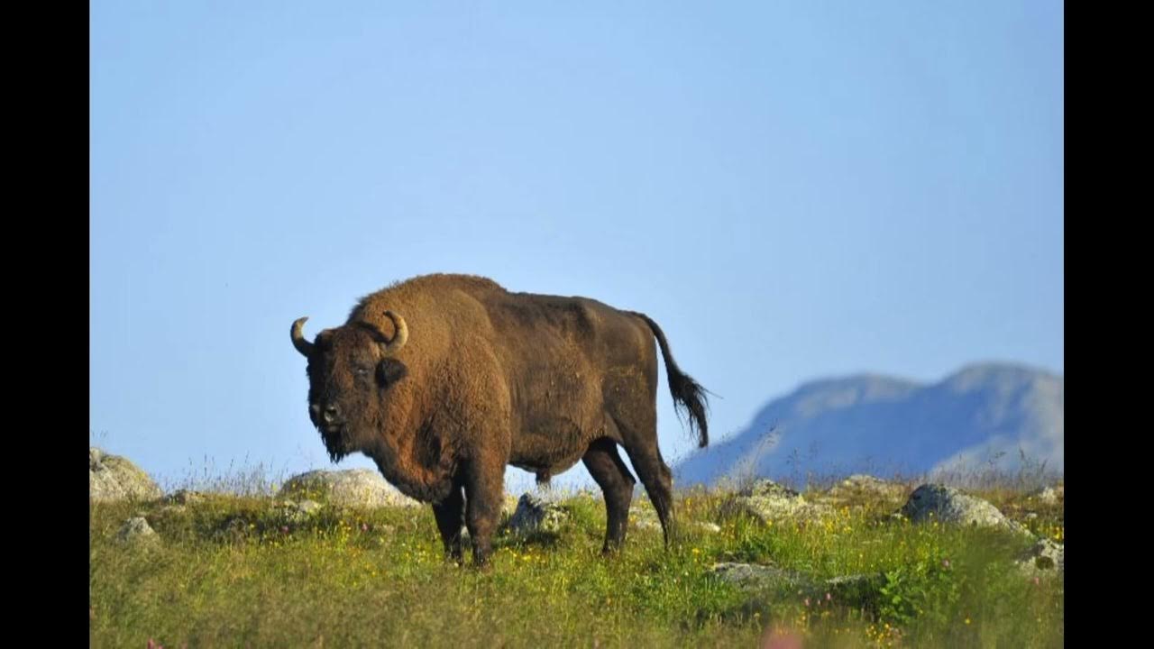 Горный зубр - YouTube