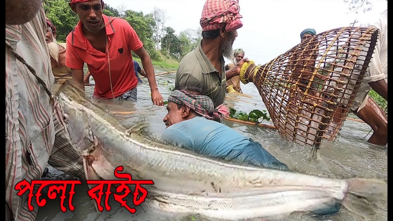 Best Polo Fishing Video In River || Catching Big Boal || Fish Hunting ...