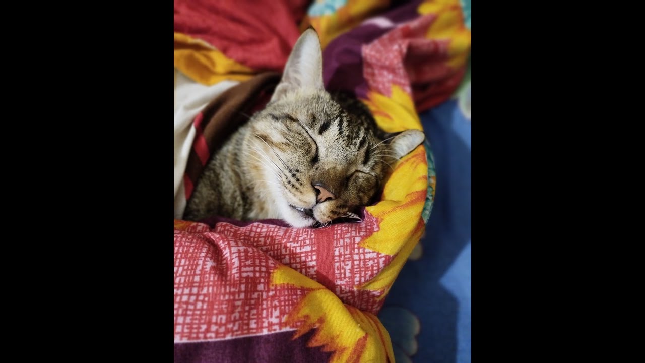 A levitating Cat 🐈‍⬛ - YouTube