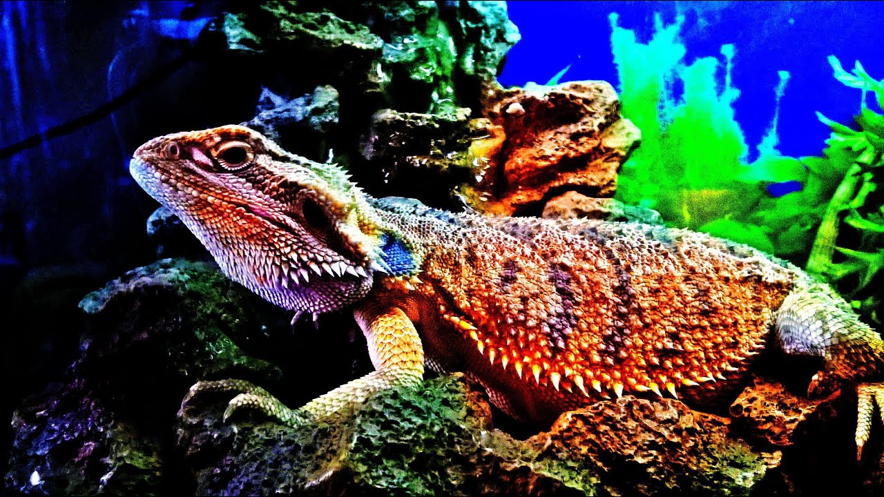 Agama Brodata Red - YouTube