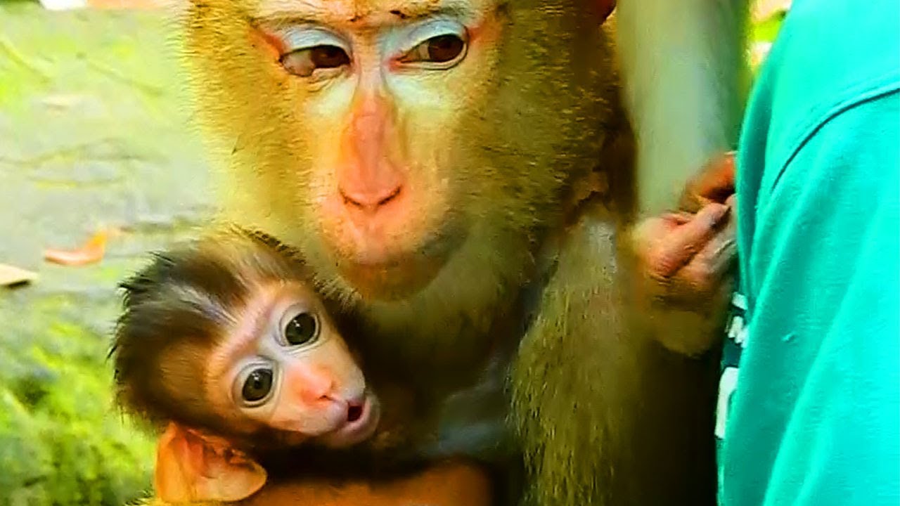 A POOR RAINBOW BB MONKEY CRYS SCREAMING TO CALL MOM ROSE MONKEY COS ...