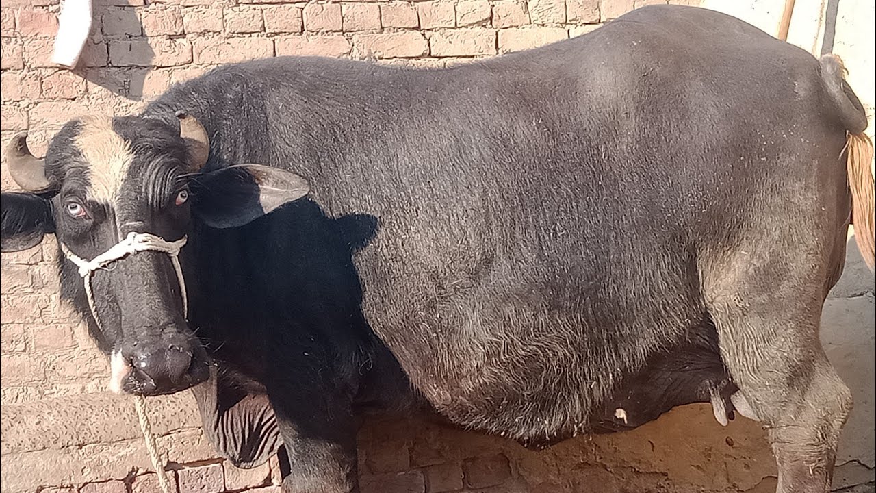 beautiful Neeli Ravi buffalo for sale on YouTube in Pakistan,24-01-2020 ...