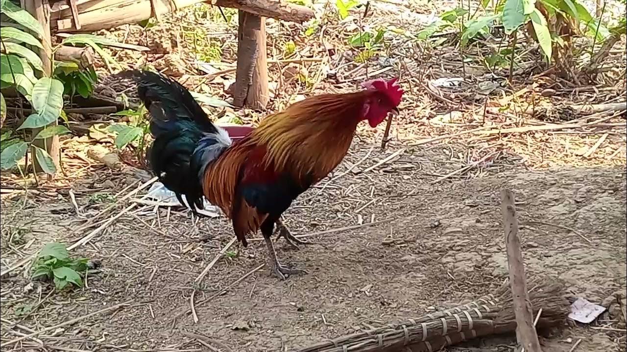 qaib dib qua zoo thiab dib tuaj zoo tiag2 tus qaib no 2024 - YouTube