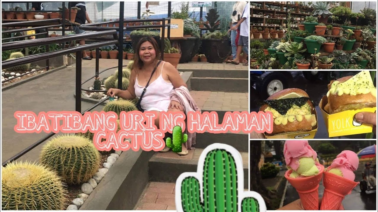 Ibat ibang uri ng halaman cactus - YouTube