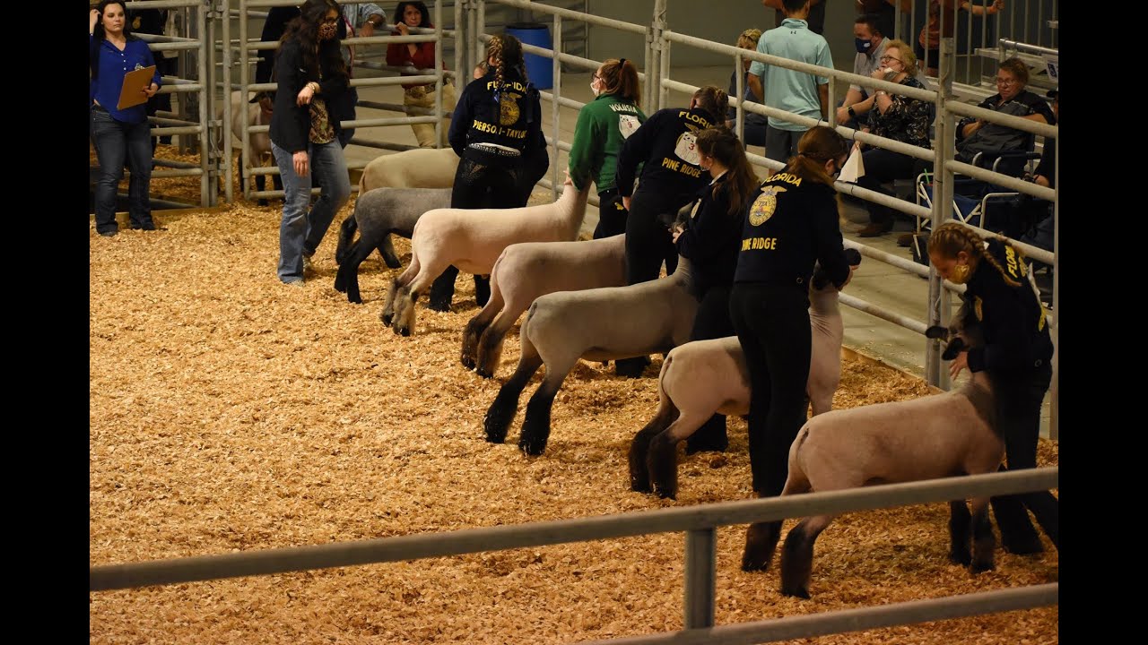 Breeding Ewe Show - YouTube