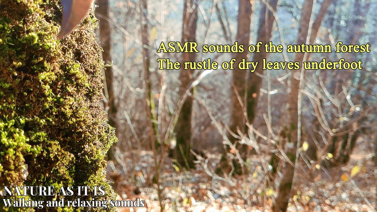 Nature as it is/ASMR sounds of the autumn forest/Dry leaves rustle ...
