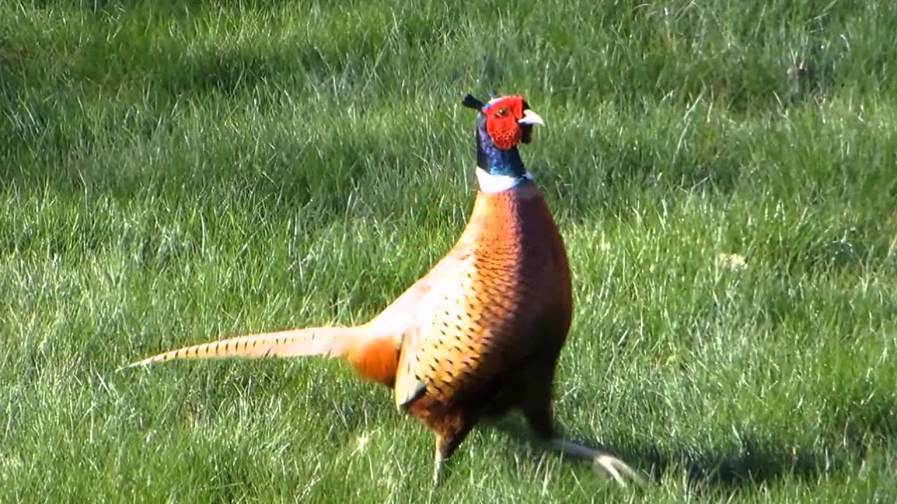 Common pheasant male walking in the sun - YouTube