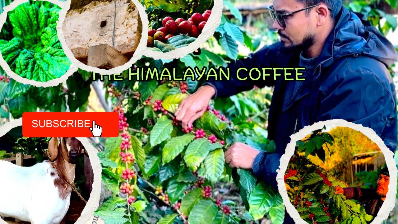 Himalayan coffee/ nepali arganic coffee/ arabica coffee. Coffee ...