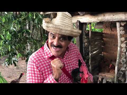 IMBILINO E O GALO CAPÃO 🐓 #comedia #humor #shorts #causos #imbilino