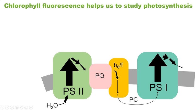Chlorophyll Fluorescence
