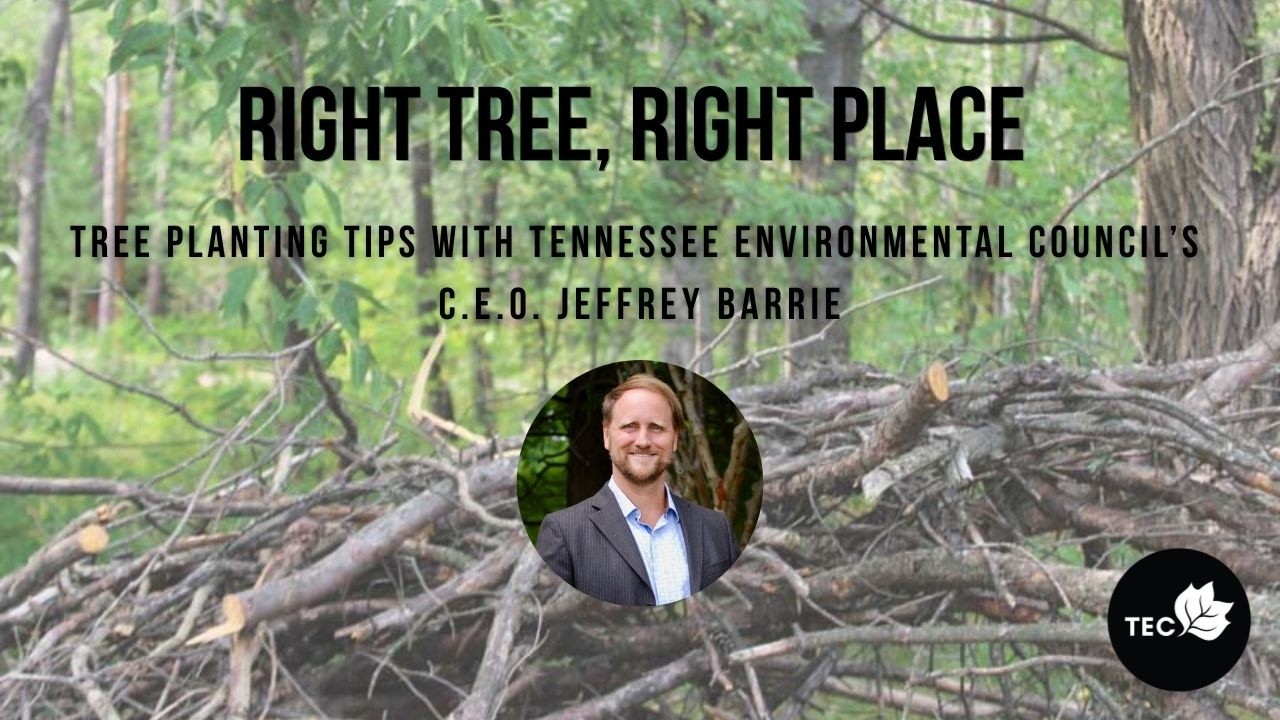 Right Tree, Right Place: Lessons from the Storm - YouTube