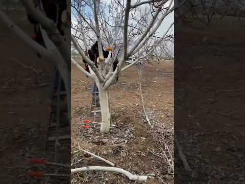 11 yaş hiç budama yapılmayan Kaman cevizi