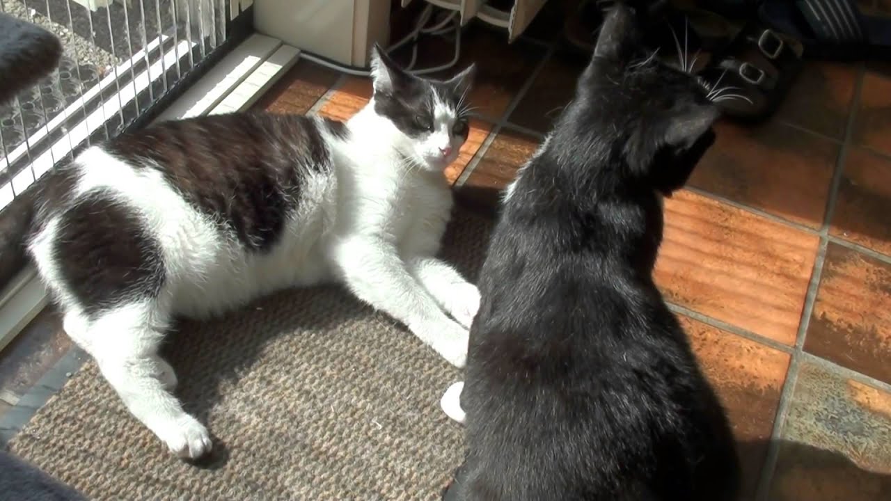 Spele vechtende katten (20150706) - YouTube