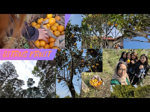 41st VLOG | MUALDAM Village | Orange Garden | Enjoyed fresh Orange ...