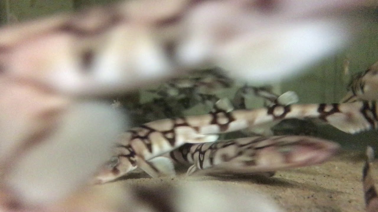 Chain dogfish (Scyliorhinus retifer) pup feeding frenzy - YouTube