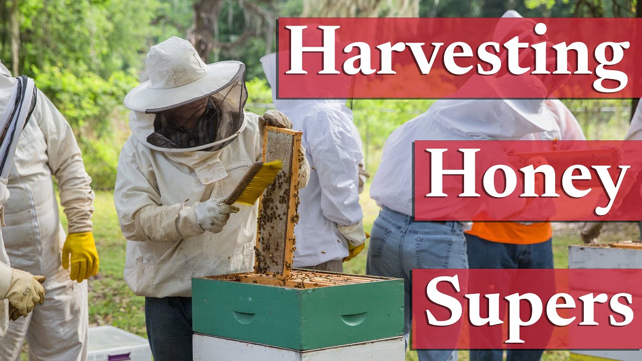 Harvesting Honey Supers | Beekeeping Academy | Ep. 51 - YouTube