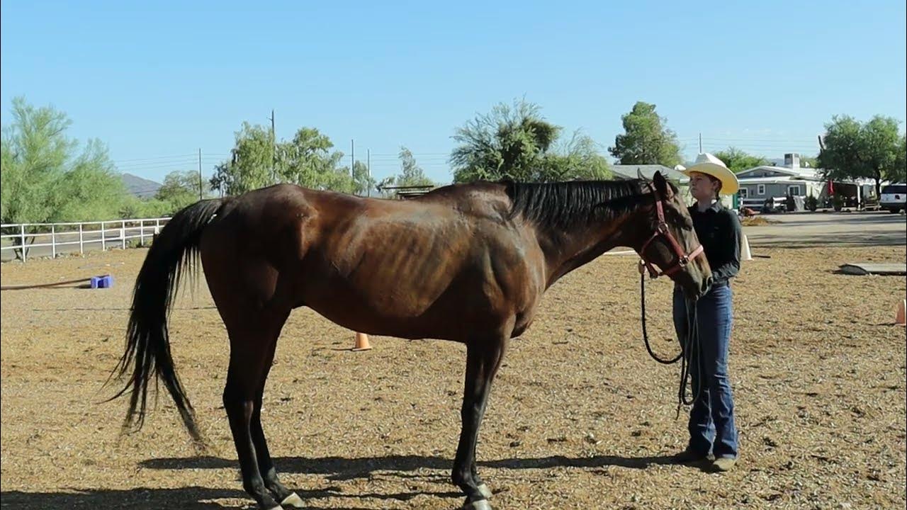 Halter Geldings/Stallions Class - SSC Summer Series | August 2024 Horse ...